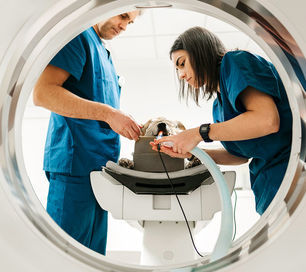 Veterinary Partnership | Heartland Veterinary Partners